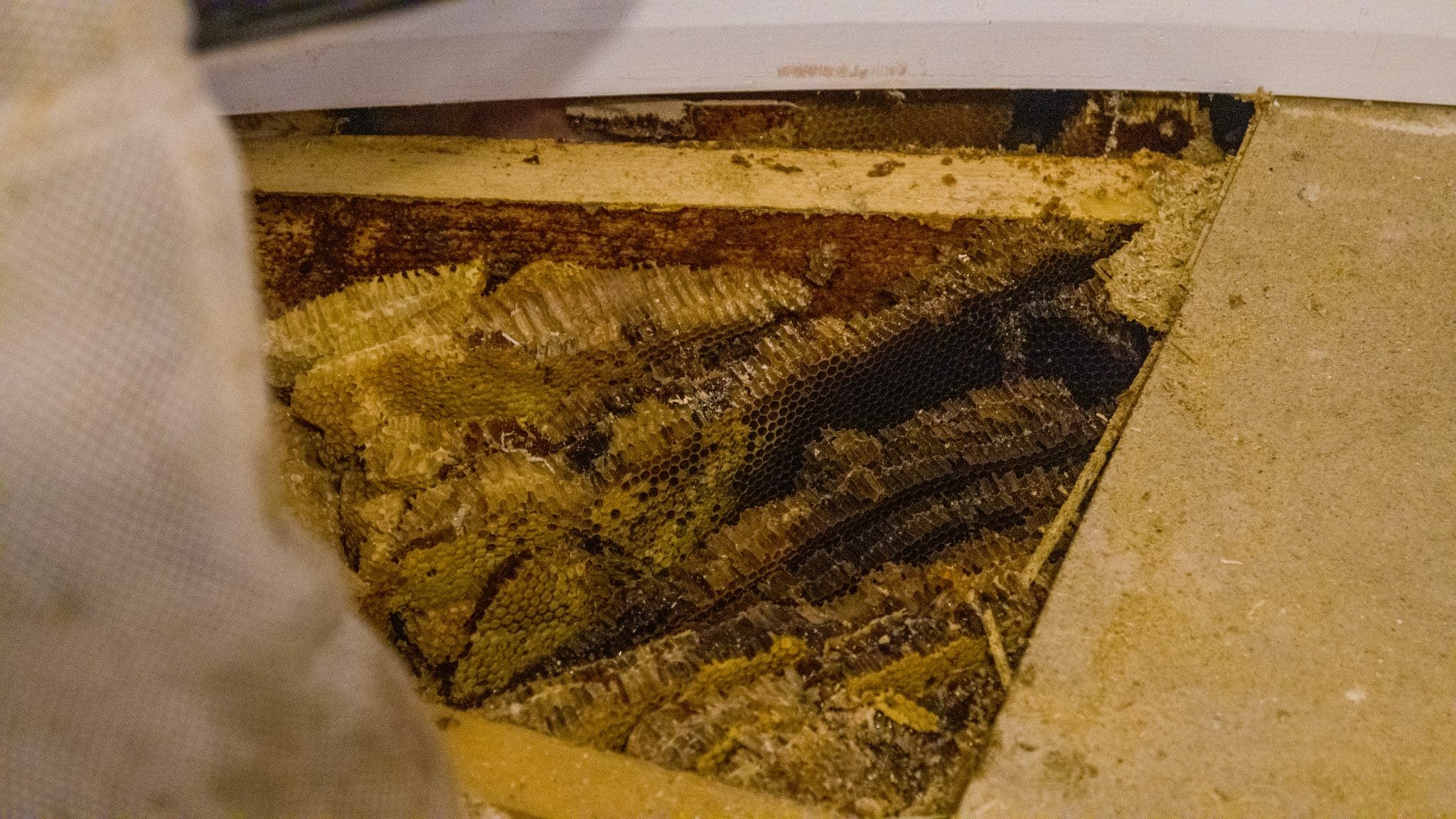 Identifying and Removing Honey Bee Nests in Your House